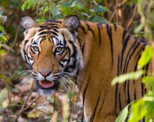 Success Story of Tiger Relocation in Madhya Pradesh | Wildlife News