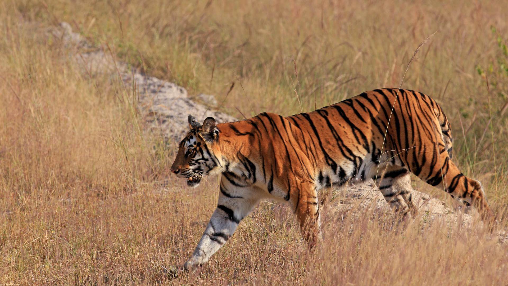 Madhya Pradesh Wildlife - National Parks, Tiger Reserves & Wildlife ...