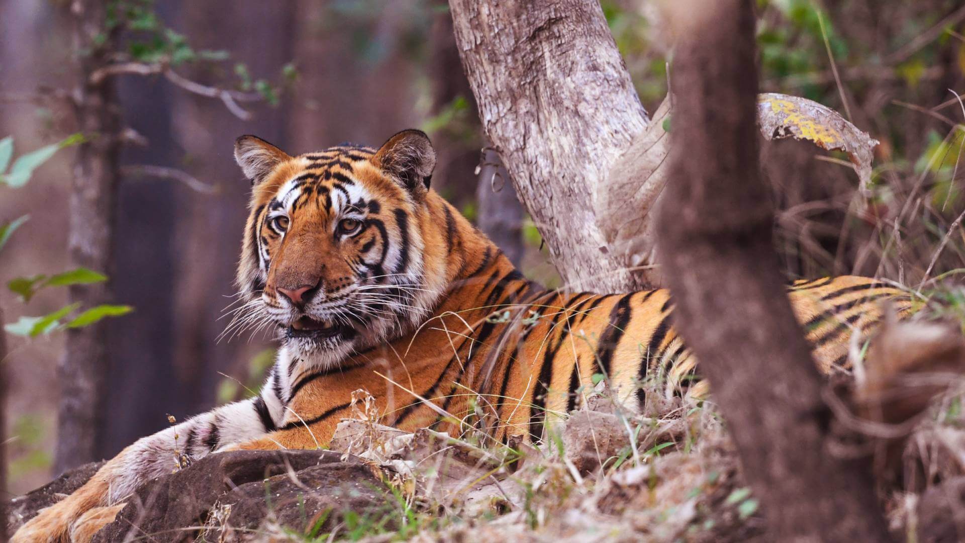 Satpura National Park & Tiger Reserve | MP Tourism